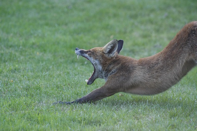Tier Fuchs Zähne - Kostenloses Foto auf Pixabay - Pixabay