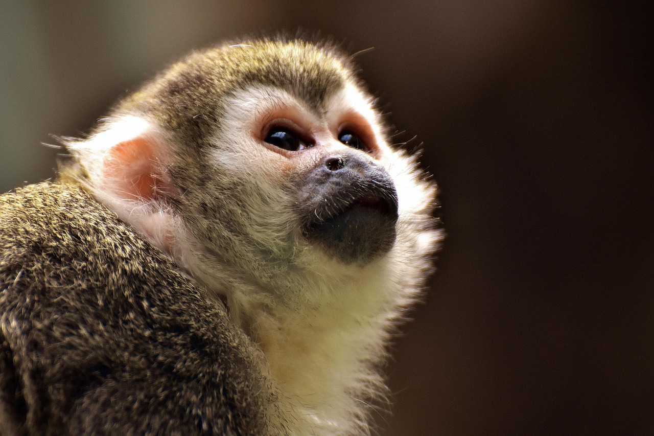 100+ Free Capuchin & Capuchin Monkey Photos - Pixabay