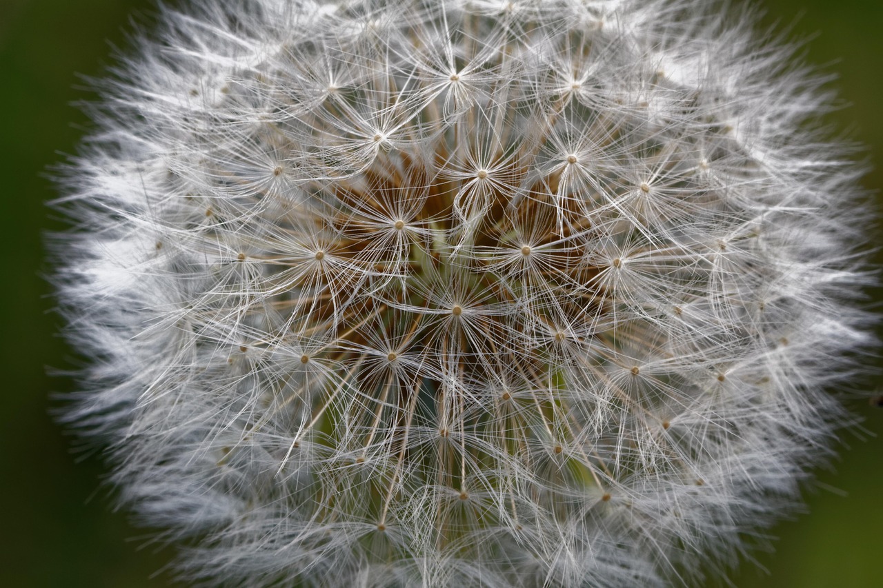 Löwenzahn Pusteblume Gewöhnlicher - Kostenloses Foto auf Pixabay - Pixabay