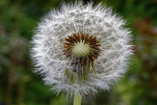 Löwenzahn Pusteblume Gewöhnlicher - Kostenloses Foto auf Pixabay - Pixabay