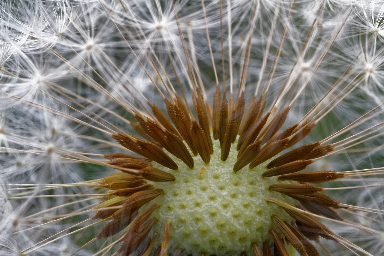 Löwenzahn Pusteblume Gewöhnlicher - Kostenloses Foto auf Pixabay - Pixabay