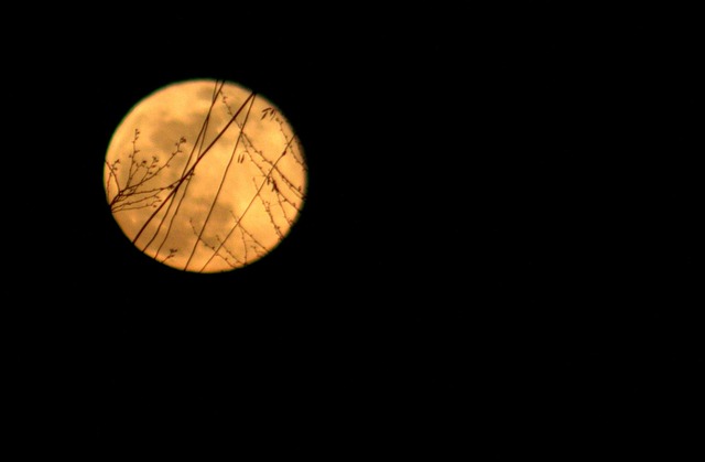 Pleine Lune Jaune Branche - Photo gratuite sur Pixabay