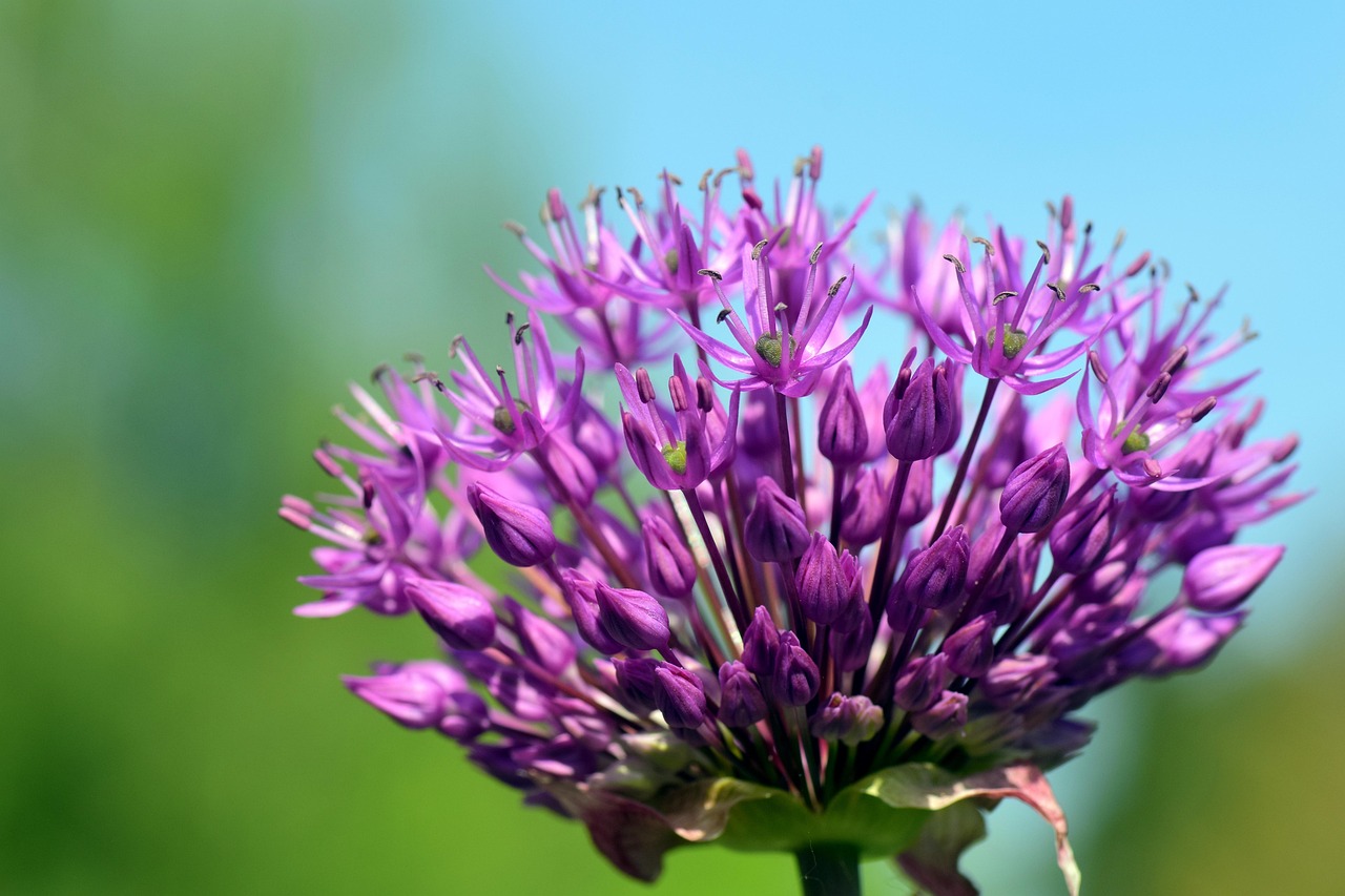 Lauch Zierlauch Riesenlauch - Kostenloses Foto auf Pixabay - Pixabay