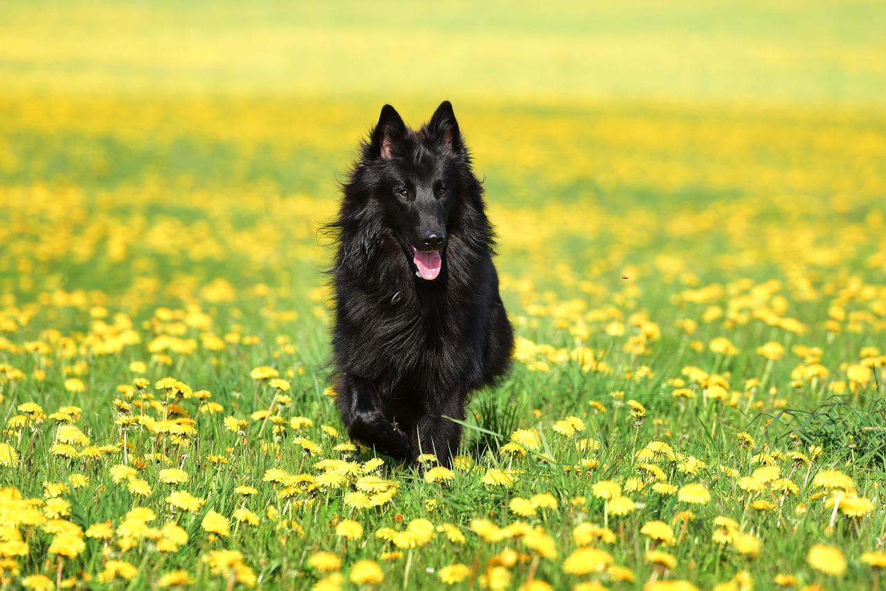 Dog Dandelion Domestic Animal - Free photo on Pixabay - Pixabay
