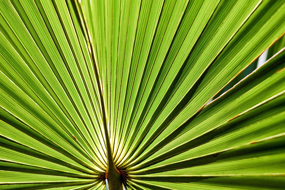 Leaf Palm Palmetto-Palmetto - Free photo on Pixabay - Pixabay