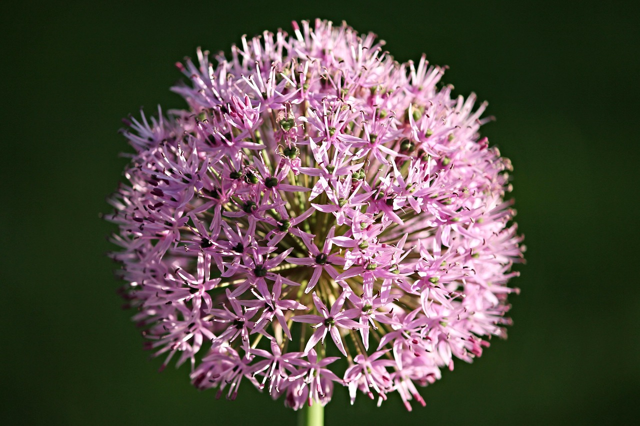 Zierlauch Allium Blüte - Kostenloses Foto auf Pixabay - Pixabay