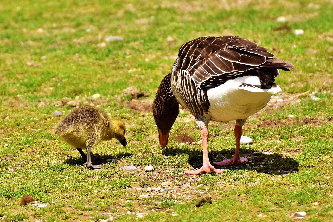 Goose Goslings Young Bird - Free photo on Pixabay - Pixabay