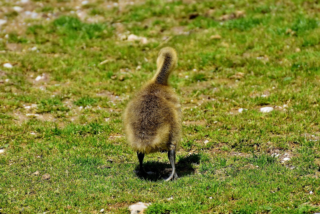 Pichones Pájaro Joven Fauna - Foto gratis en Pixabay - Pixabay