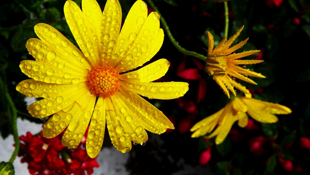 Flora Bunga-Bunga Margaret - Foto gratis di Pixabay - Pixabay
