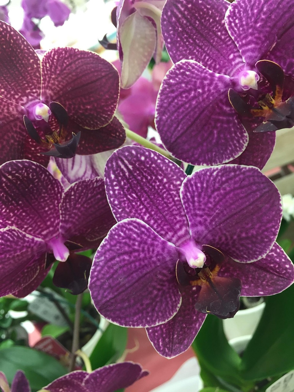 Orchid Petal Summer - Free photo on Pixabay - Pixabay
