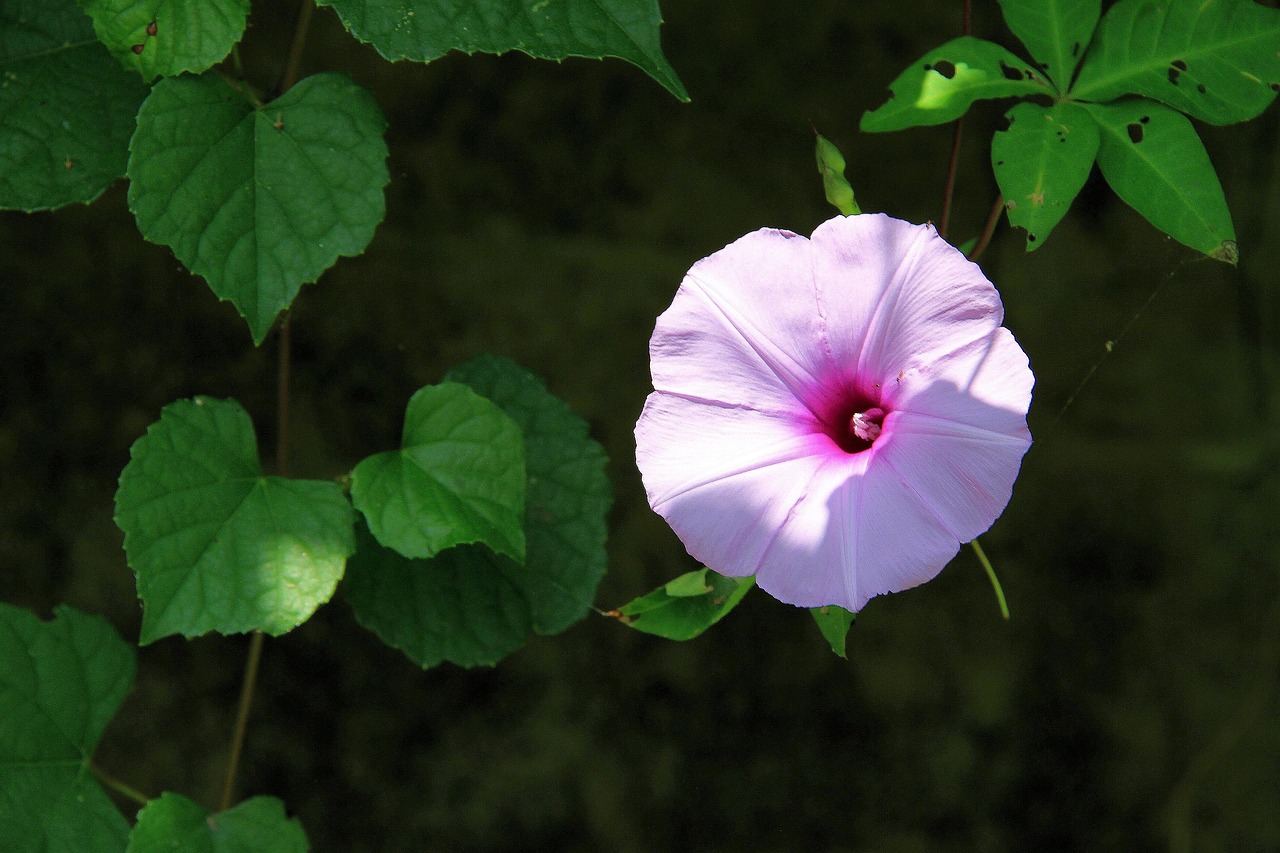 Pink Morning Glory Flower