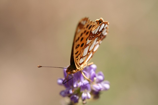 Butterfly Animal Fly - Free photo on Pixabay