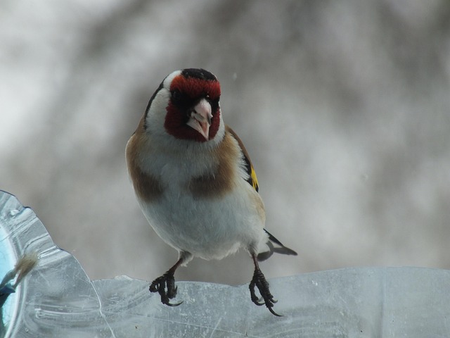 Goldfinch 鸟类 关 - Pixabay上的免费照片 - Pixabay