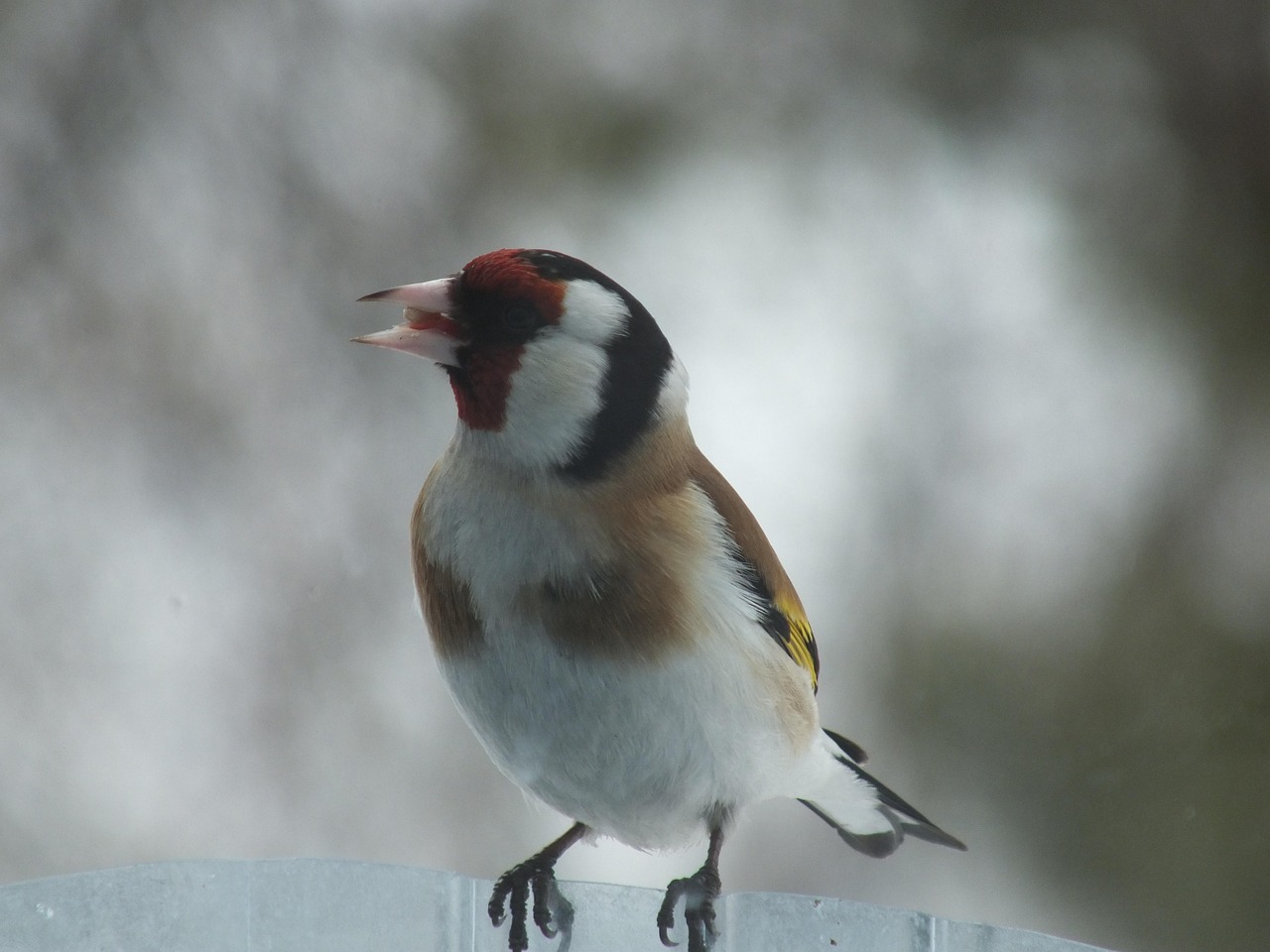 Goldfinch Birds Close - Free photo on Pixabay