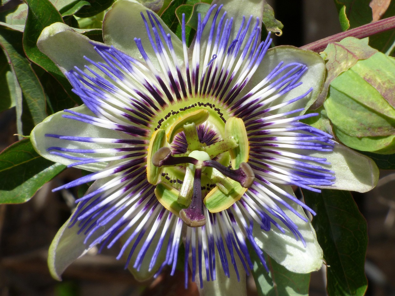 Passionflower Flower Of The - Free photo on Pixabay