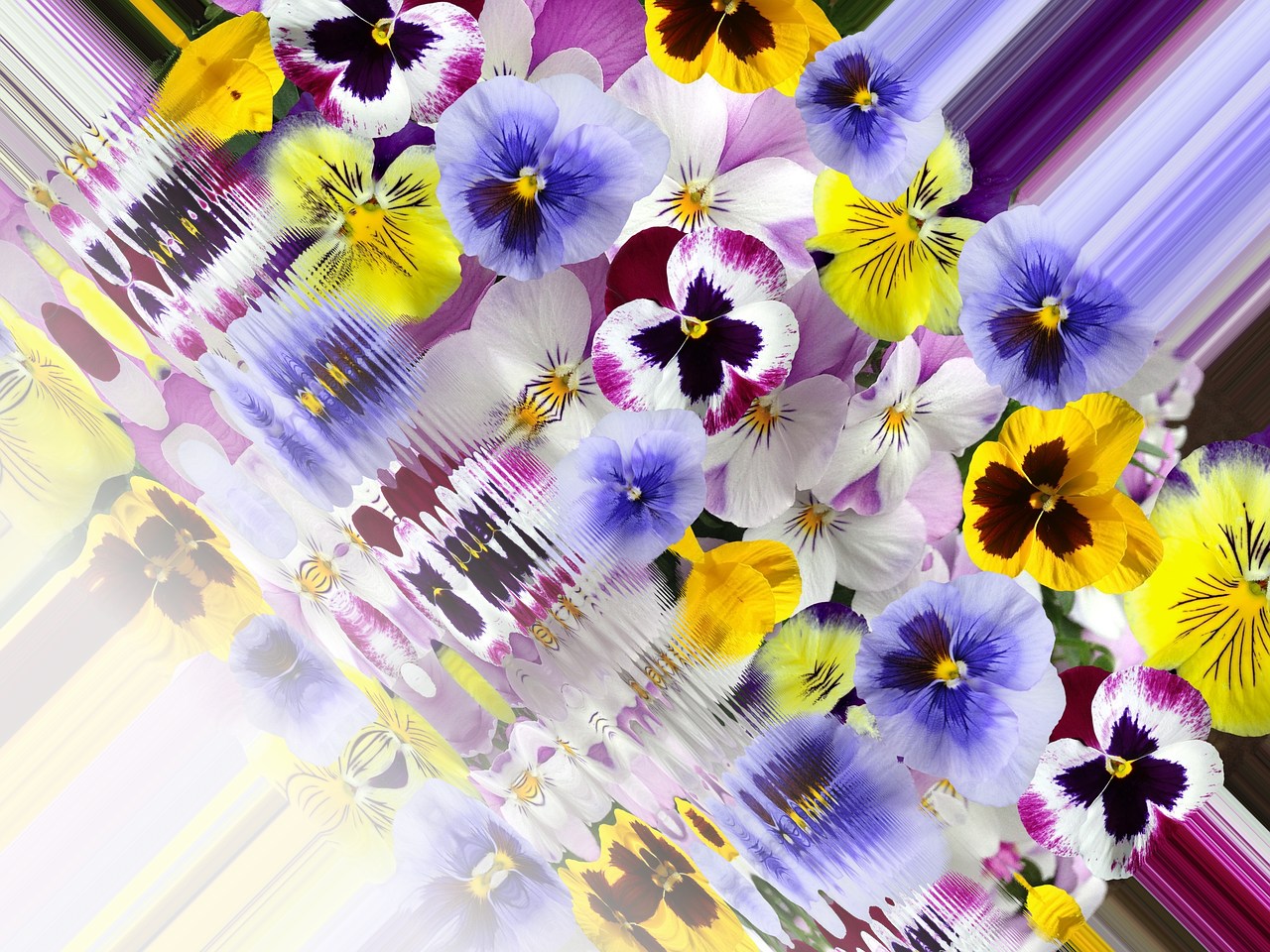 Download Pansy 400–500 Spring Royalty-Free Stock Illustration Image ...