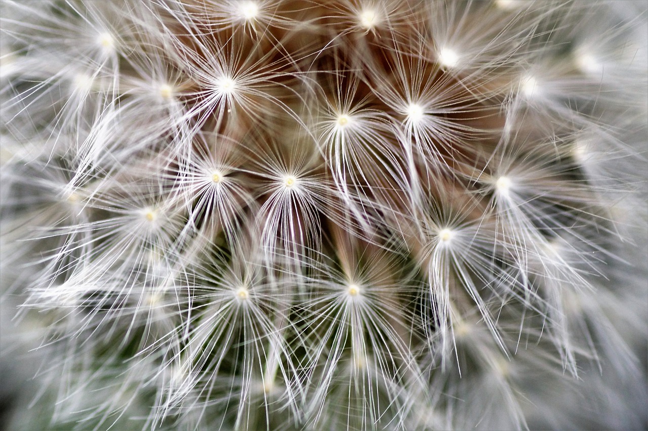 Pitypang Virágzott Pihe - Ingyenes fotó a Pixabay-en - Pixabay