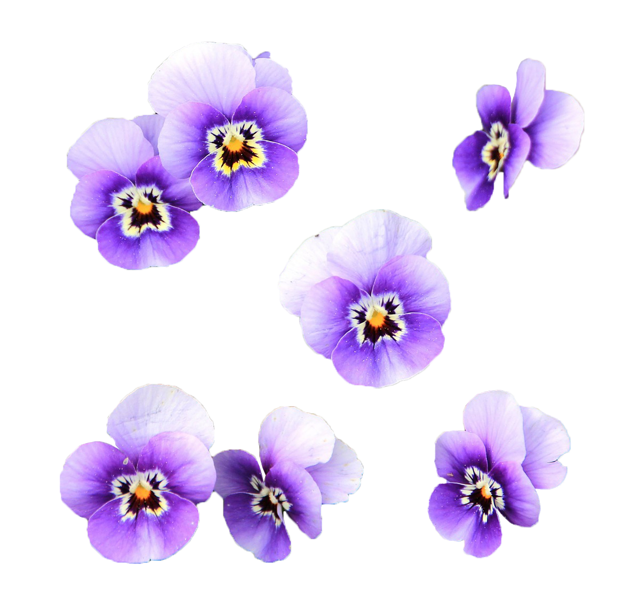 Blommor Vild Blomma Transparent - Gratis bilder på Pixabay
