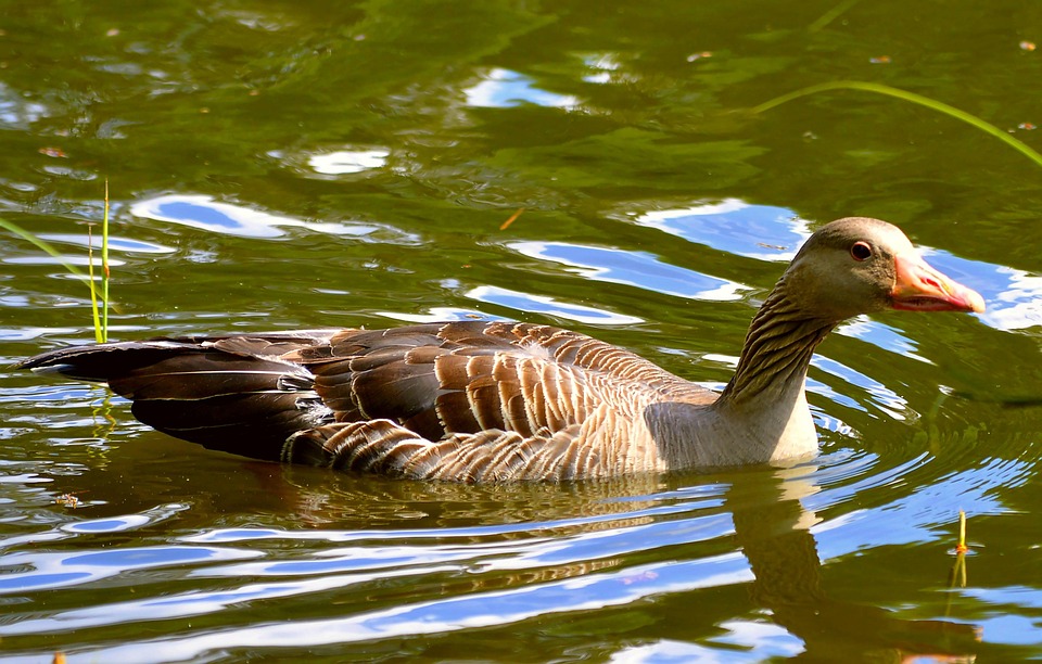 Water Bird Duck - Free photo on Pixabay - Pixabay