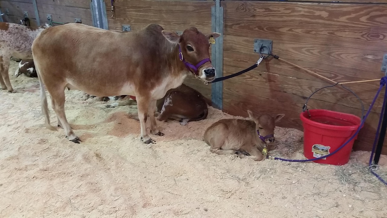 Cow Calf Baby - Free photo on Pixabay - Pixabay