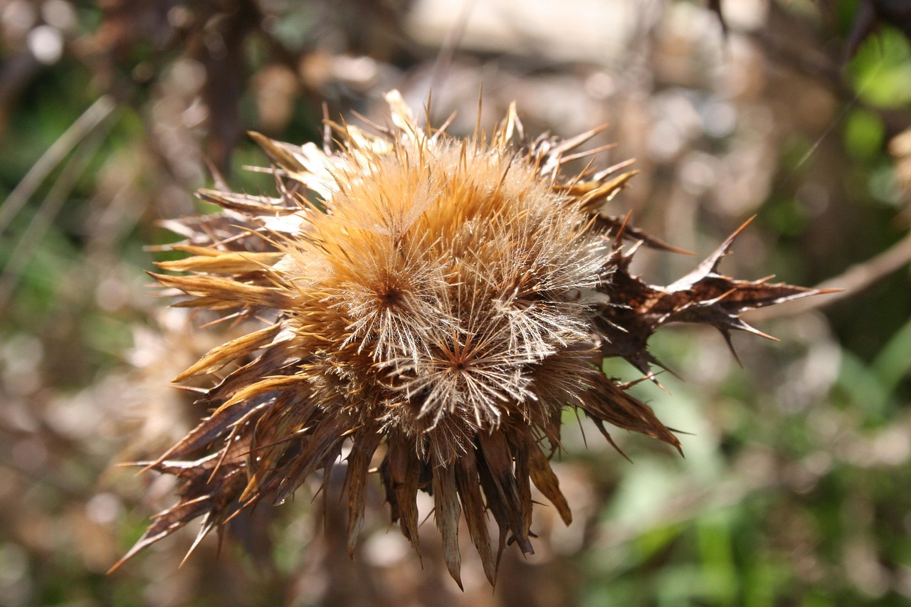 Espinheiro Alvar Natureza - Foto gratuita no Pixabay - Pixabay