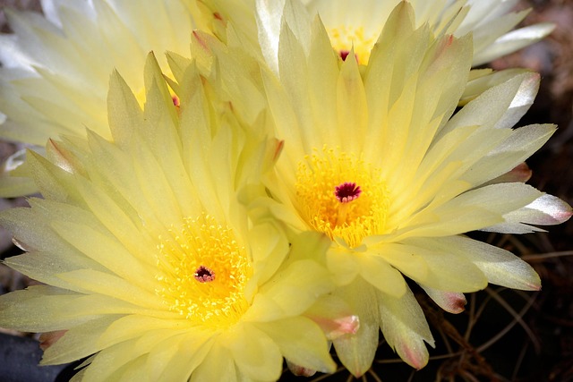 Cactus Yard Spring Flowering - Free photo on Pixabay - Pixabay
