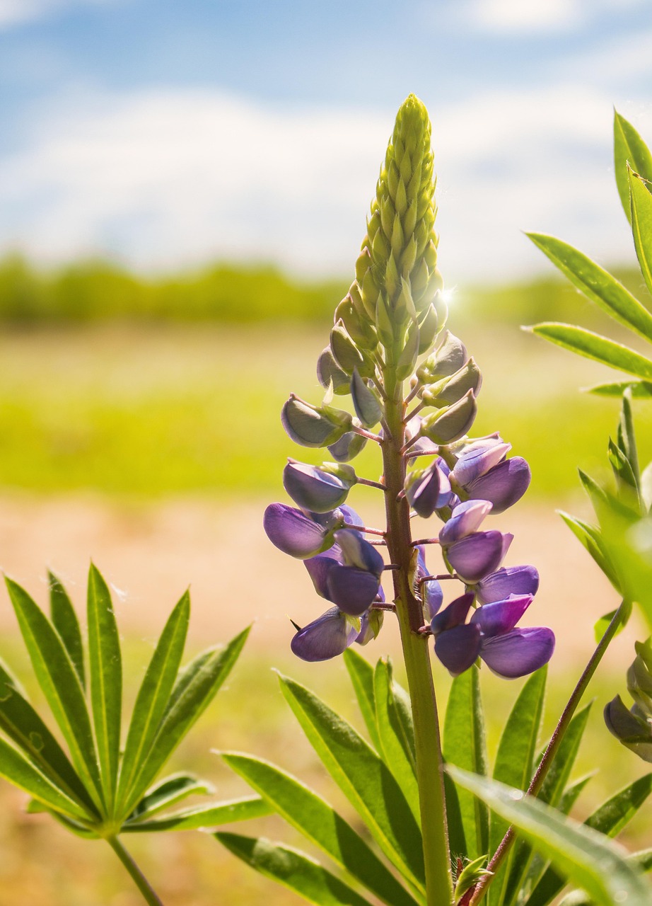 Lupine Flower Macro - Free photo on Pixabay