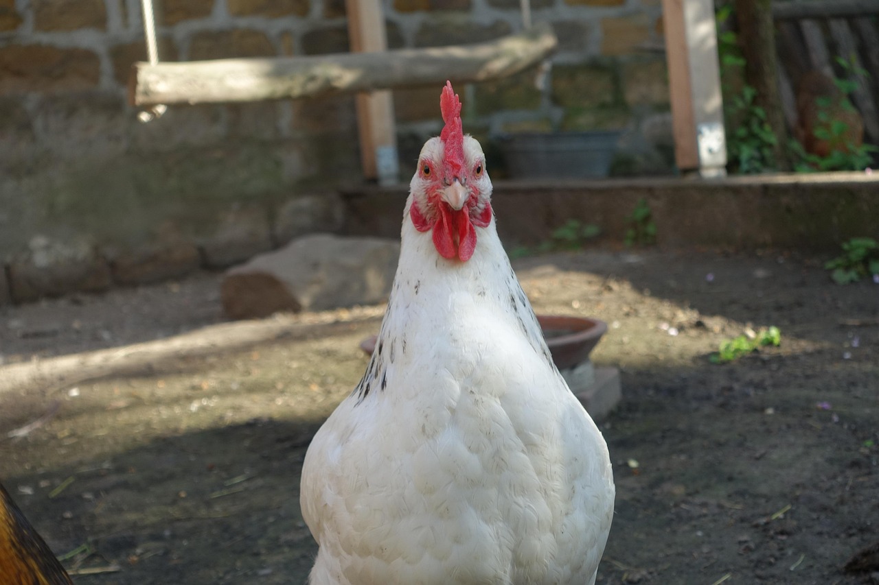 Pollo Aves De Corral - Foto gratis en Pixabay - Pixabay