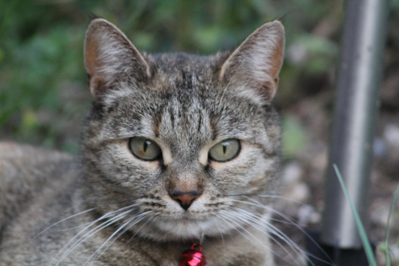 Wajah Kucing Penasaran - Foto gratis di Pixabay