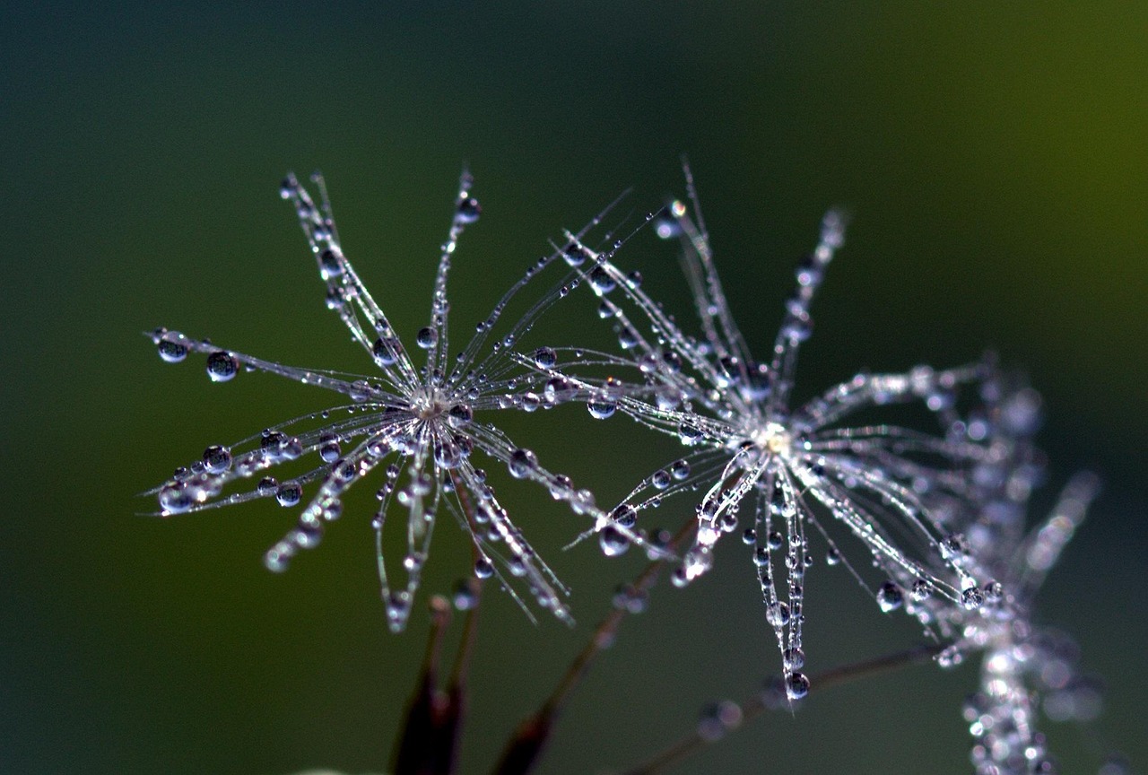 Dandelion Drops Macro The - Free photo on Pixabay - Pixabay