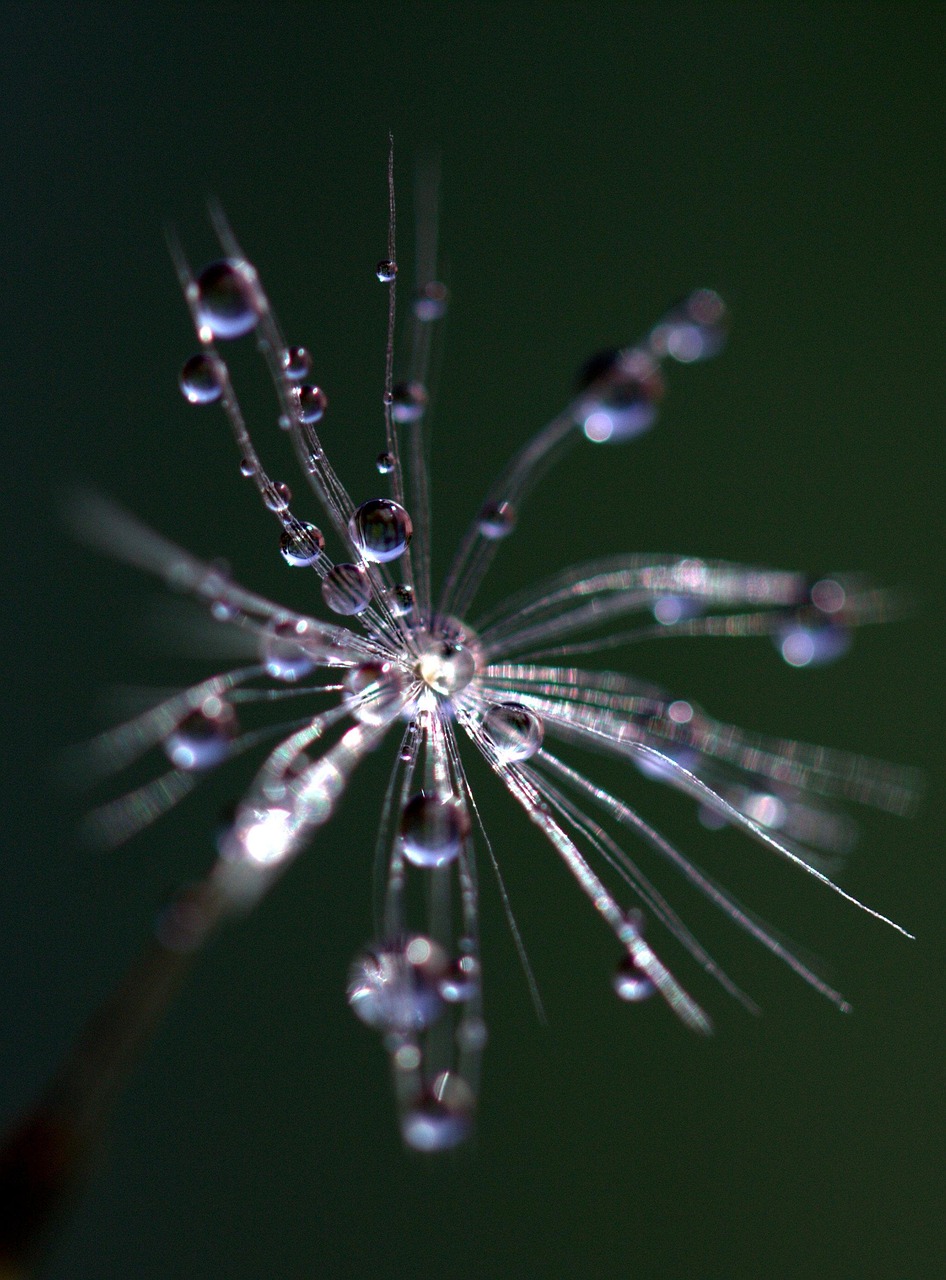 Dandelion Drops Macro The - Free photo on Pixabay