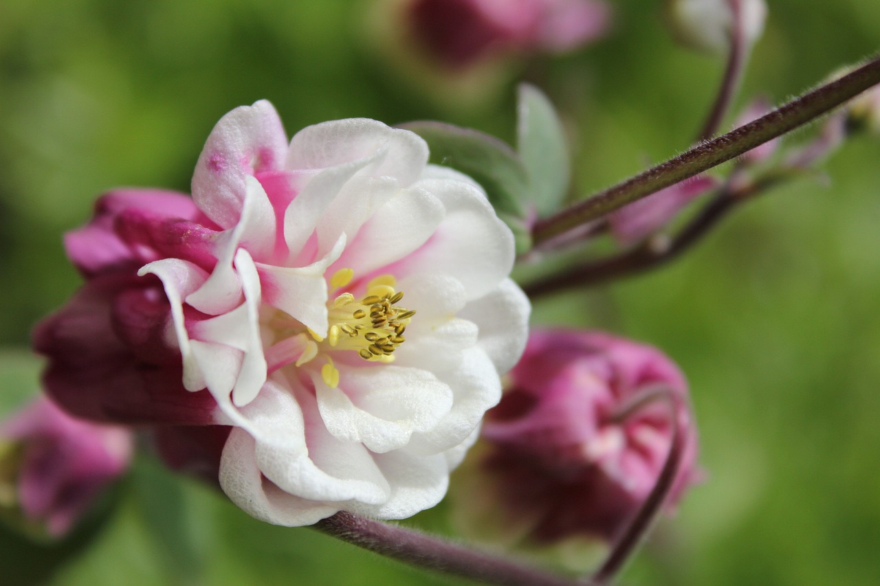 400+ Free Columbine & Flower Wallpaper Images - Pixabay