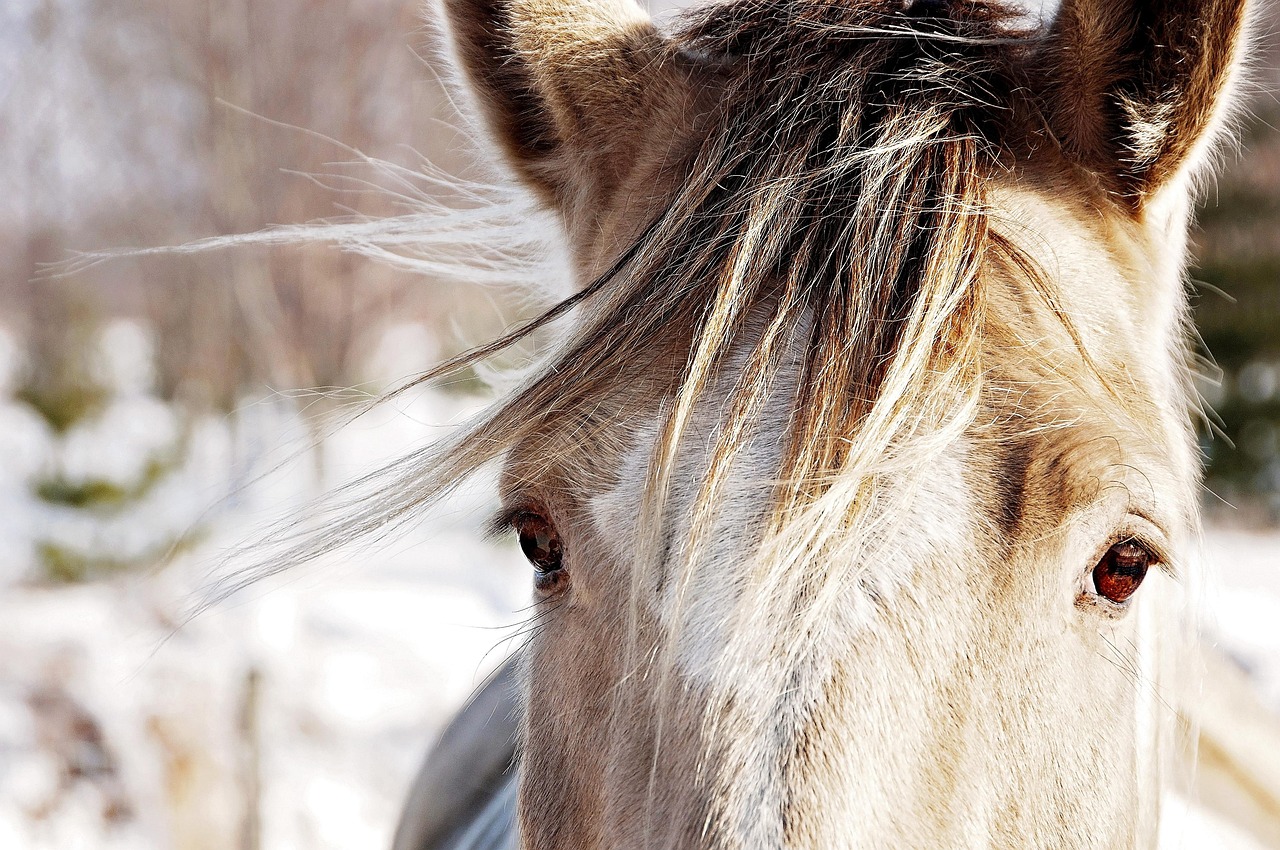 Caballo Animal Granja - Foto gratis en Pixabay - Pixabay