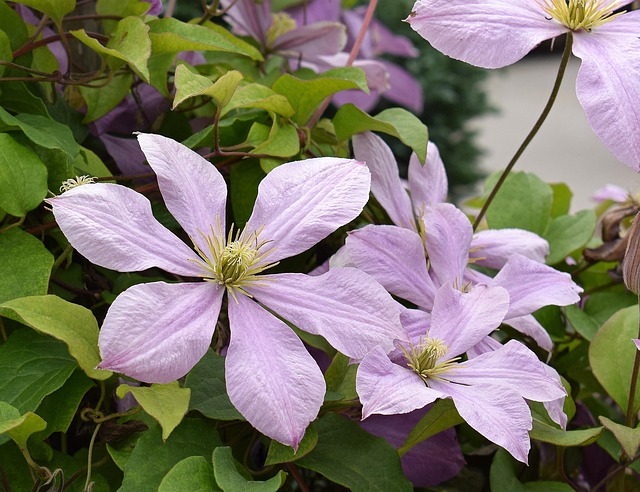 Clemátide Flor Florecer - Foto gratis en Pixabay - Pixabay