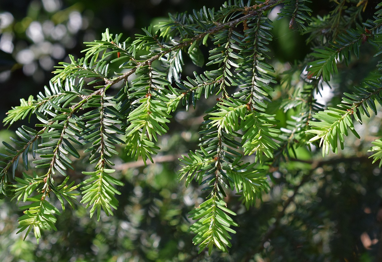 メキシコYew 新たな成長 エバーグリーン - Pixabayの無料写真 - Pixabay