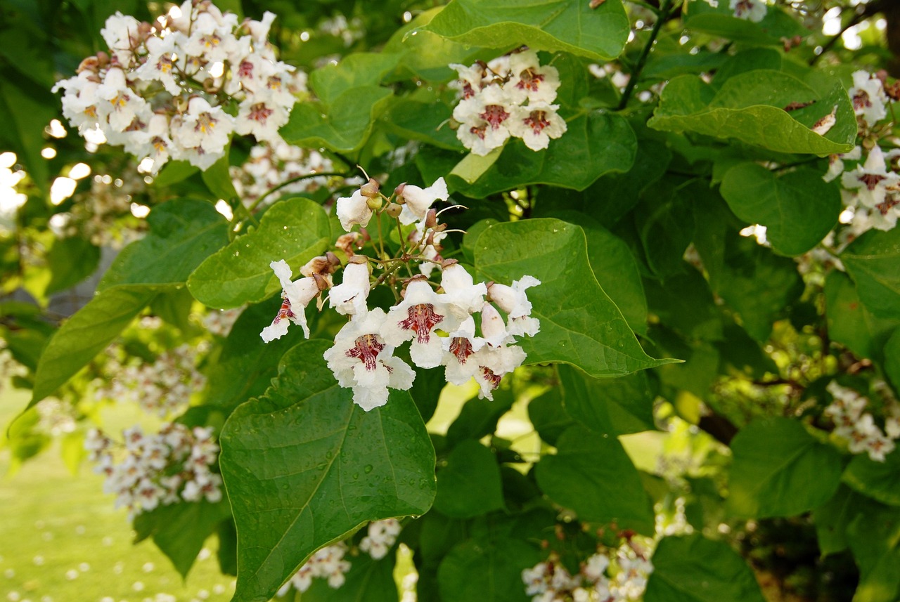 Nature Flowers Catalpa - Free photo on Pixabay - Pixabay