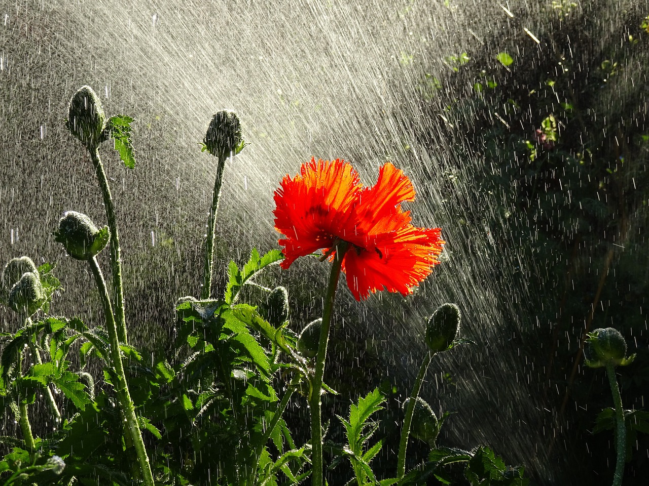 30,000+ Free Poppy Leaves & Nature Images - Pixabay
