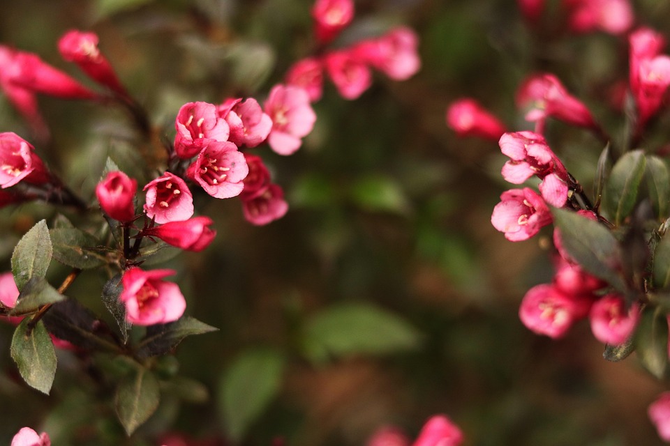 Flower Bush Red - Free photo on Pixabay