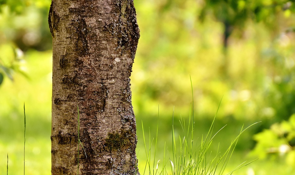 Arbre Gazon Jardin La - Photo gratuite sur Pixabay - Pixabay