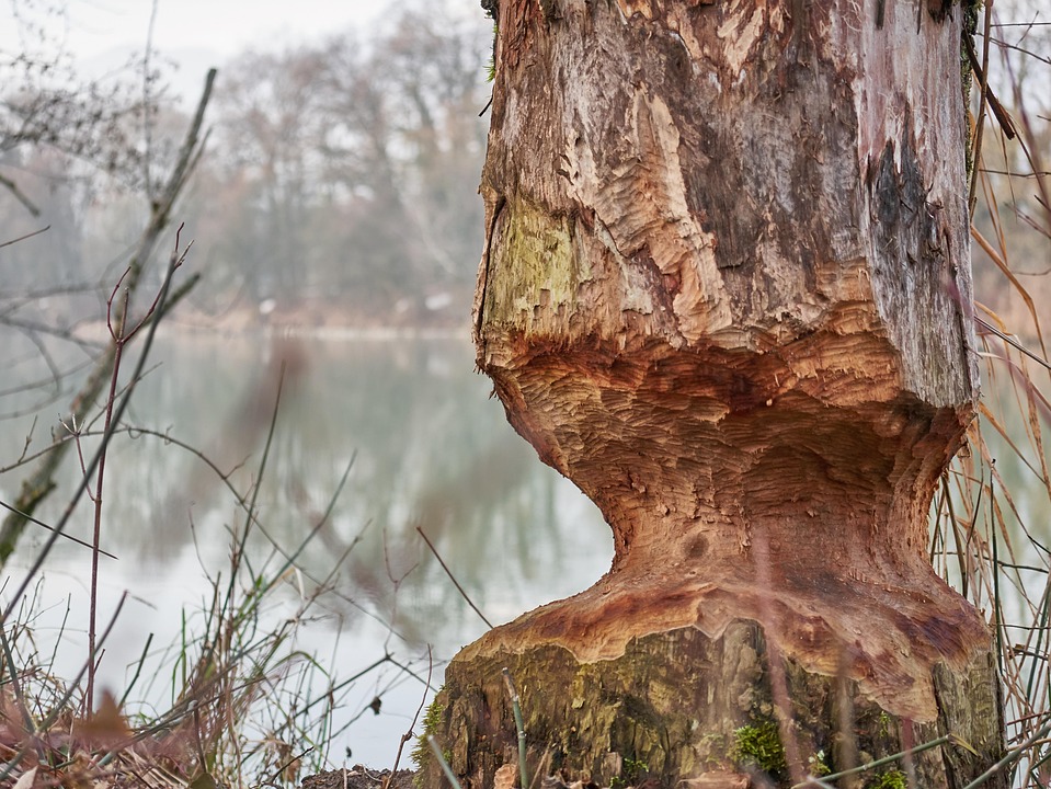 Beaver Tree Meal - Free photo on Pixabay