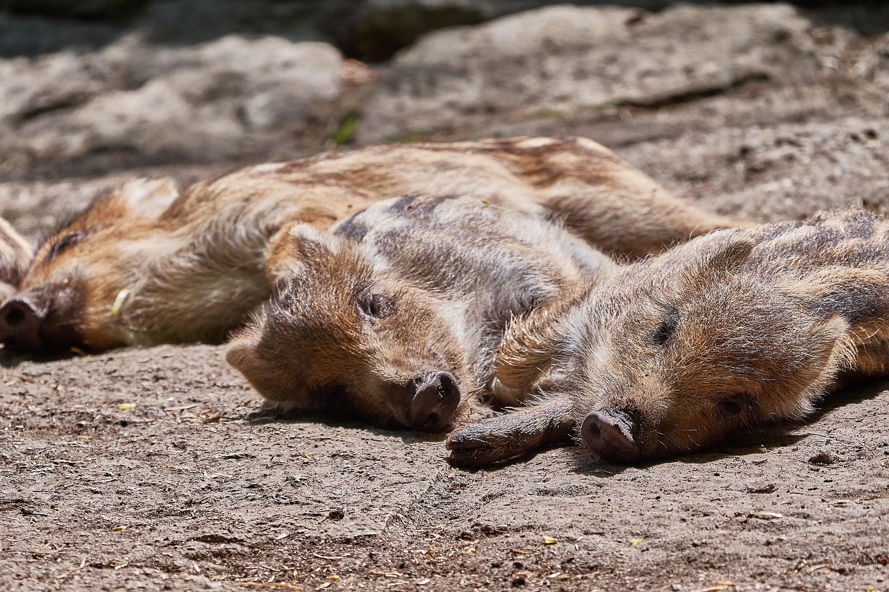 Cerdito Cansado Dormir - Foto gratis en Pixabay - Pixabay