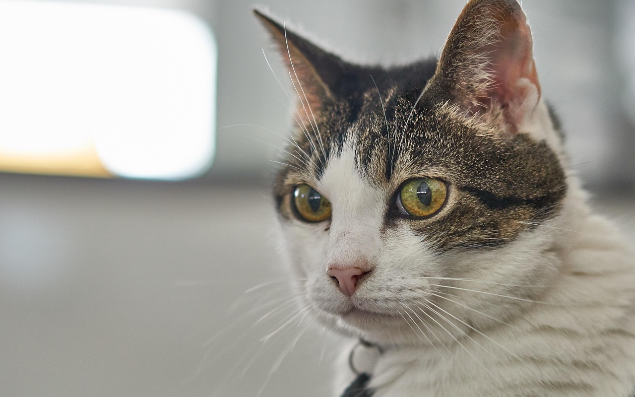 Cat Sweet Animals House - Free photo on Pixabay - Pixabay
