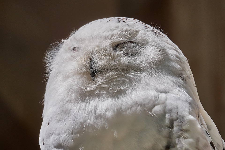 Kostenloses Foto: Schneeeule, Schnabel, Vogel, Eule - Kostenloses Bild ...