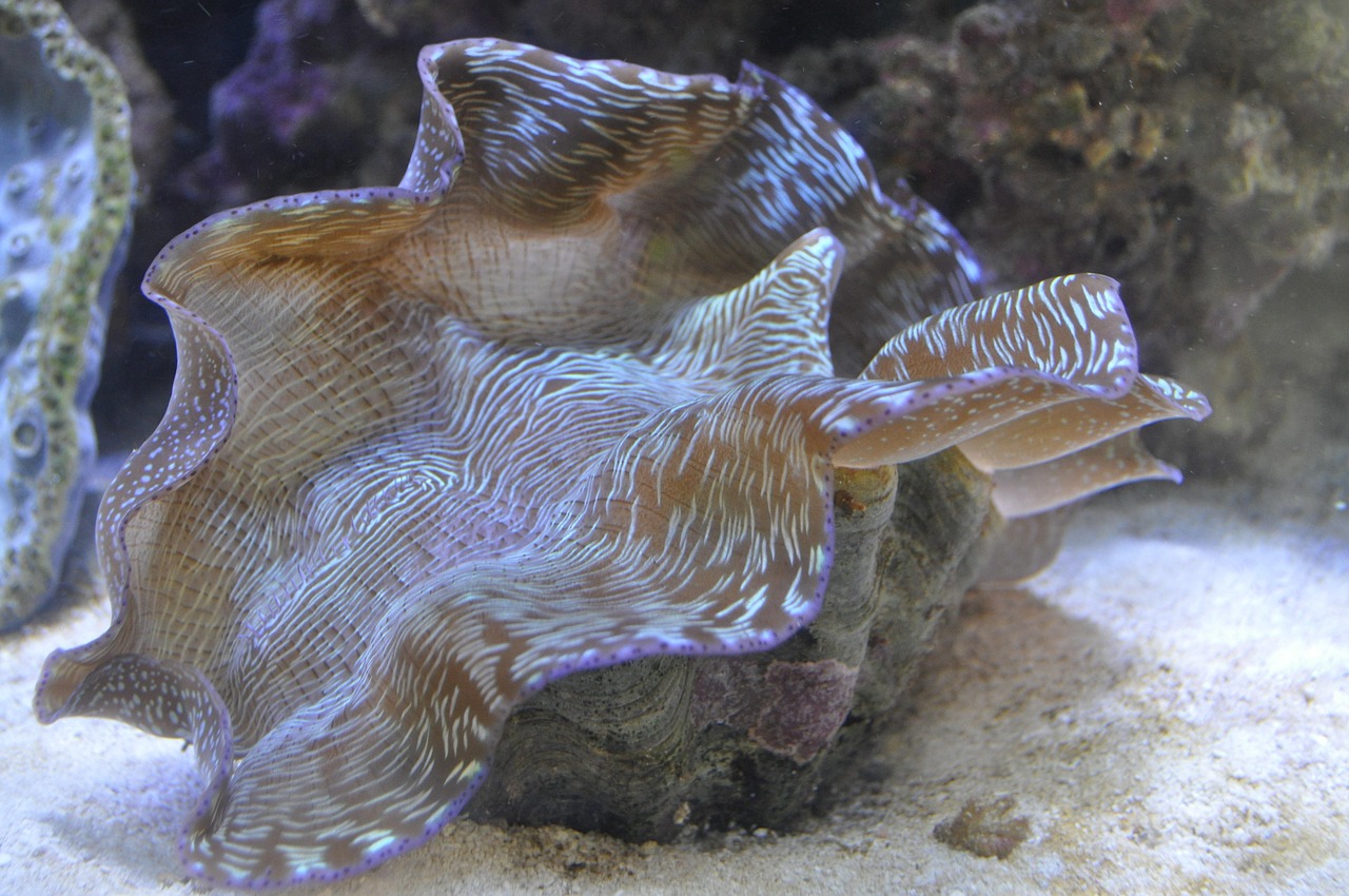 Muschel Salzwasser Aquarium - Kostenloses Foto auf Pixabay - Pixabay