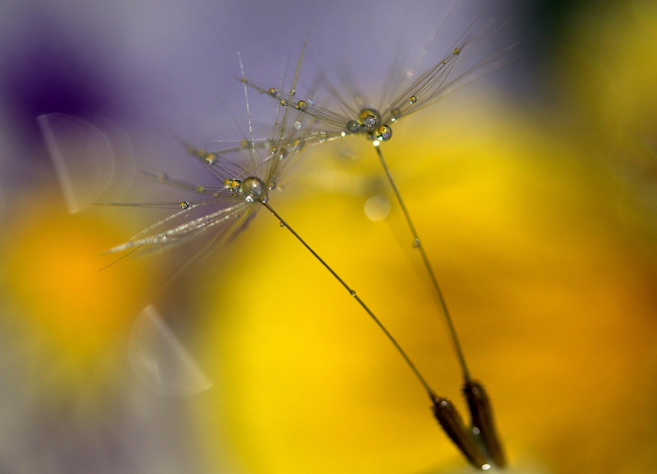 Dandelion Drops Wet - Free photo on Pixabay - Pixabay