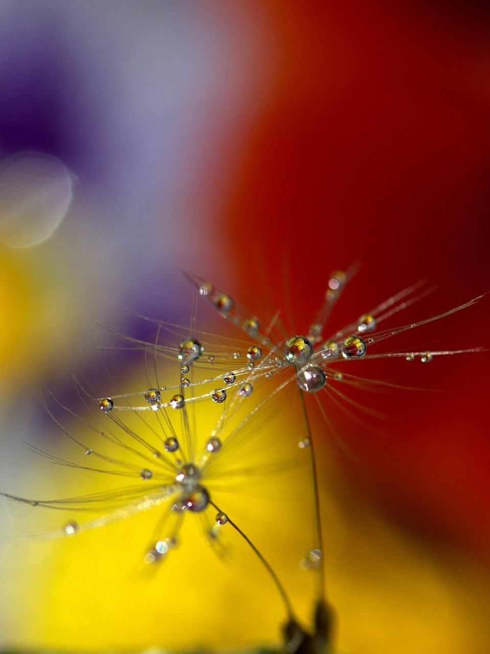 Dandelion Drops Wet - Free photo on Pixabay - Pixabay