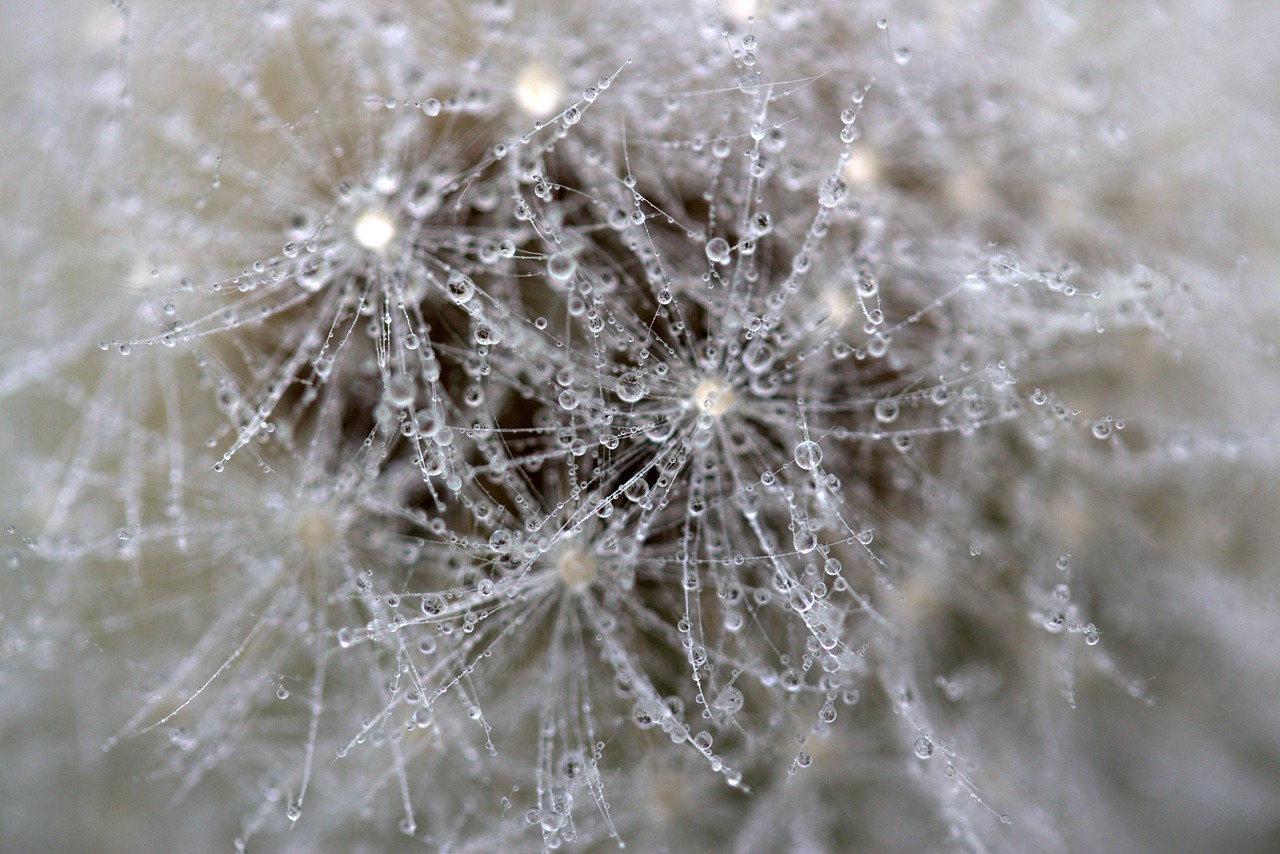 Dandelion Drops Wet - Free photo on Pixabay - Pixabay