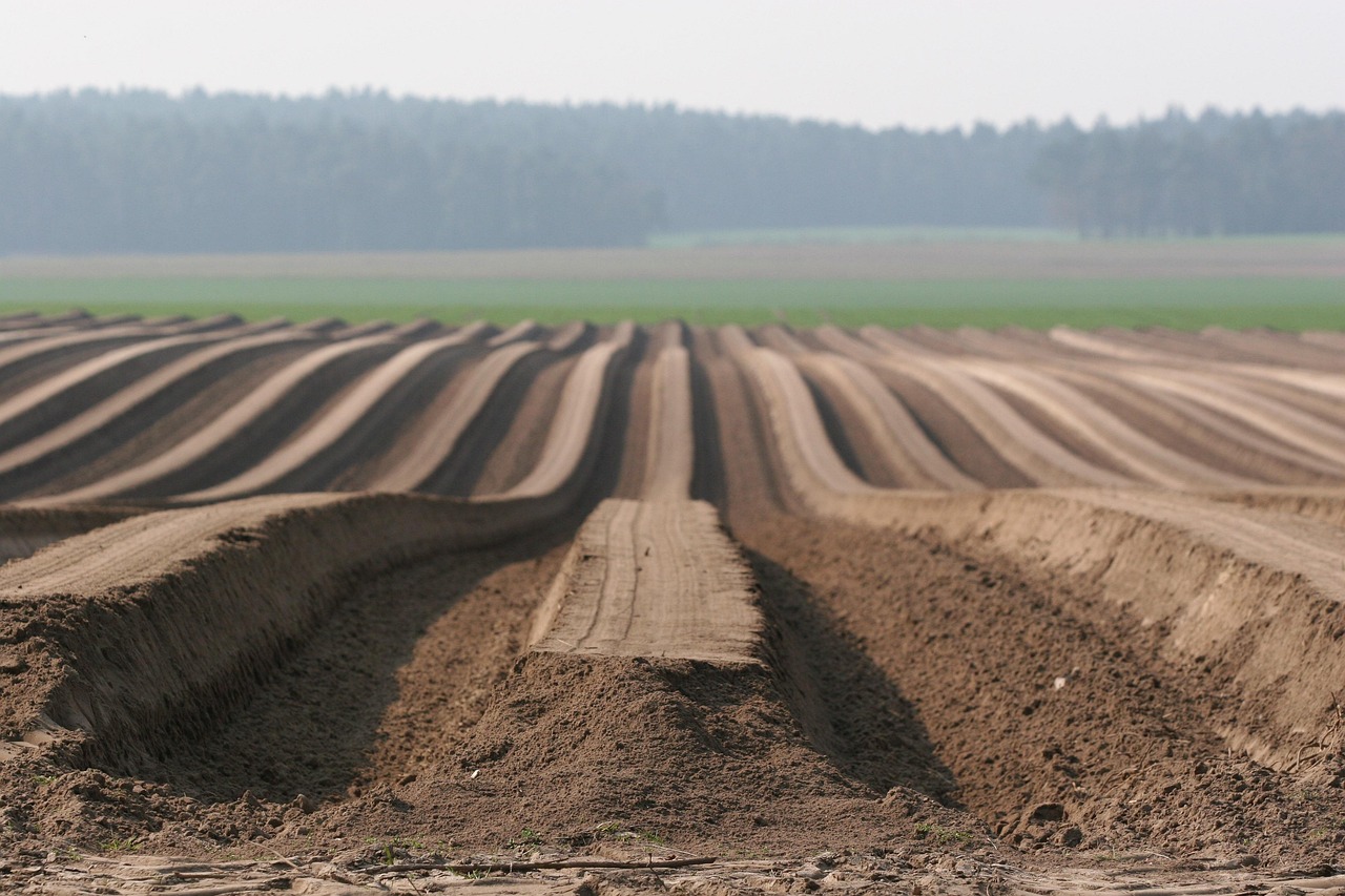100+ Free Potato Field & Potato Images - Pixabay
