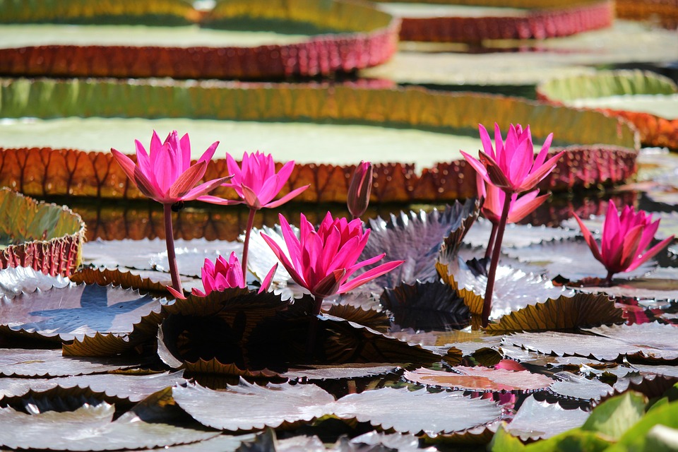 Nénuphar Étang Plante Aquatique - Photo gratuite sur Pixabay - Pixabay