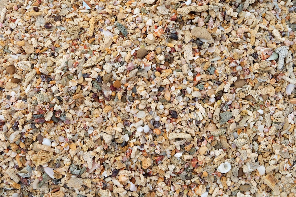 Schelp Zee Schelpen Sea - Gratis foto op Pixabay - Pixabay